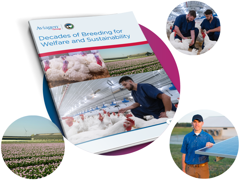 Decades of breeding for welfare and sustainability | Aviagen